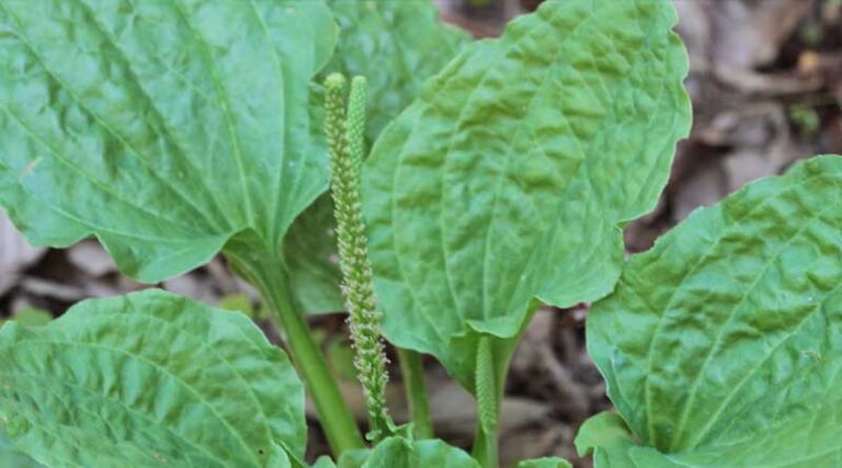 La "hierba mala" de extraordinarias propiedades: El llantén